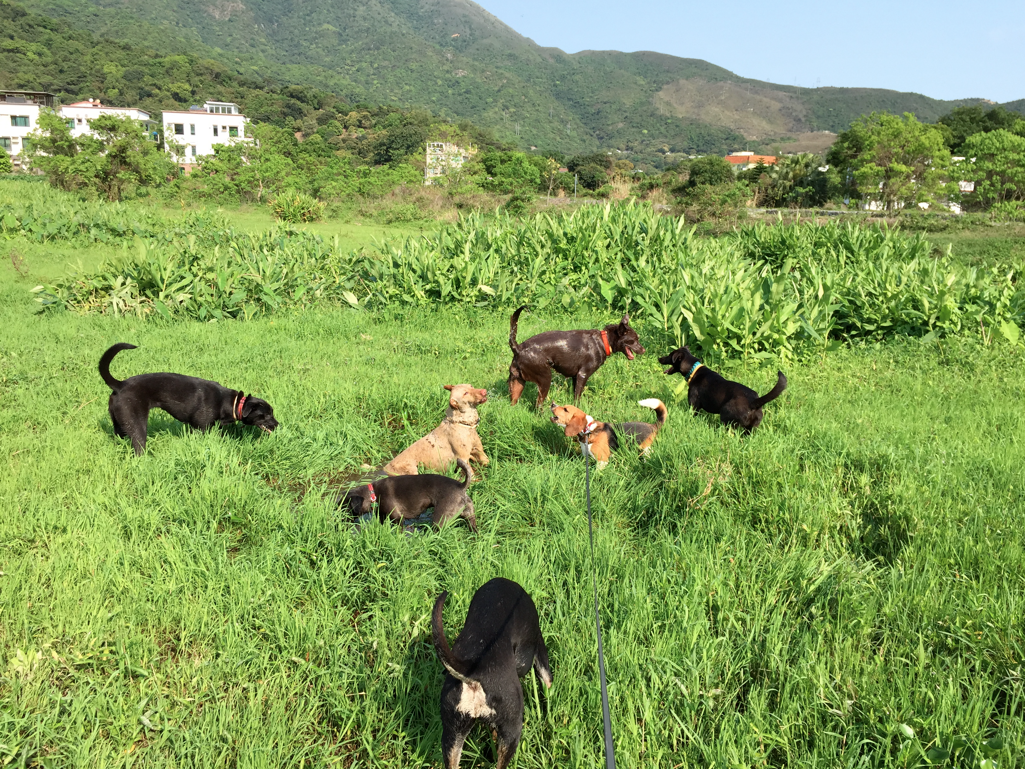 Swamp dogs - Susan's Happy Tails